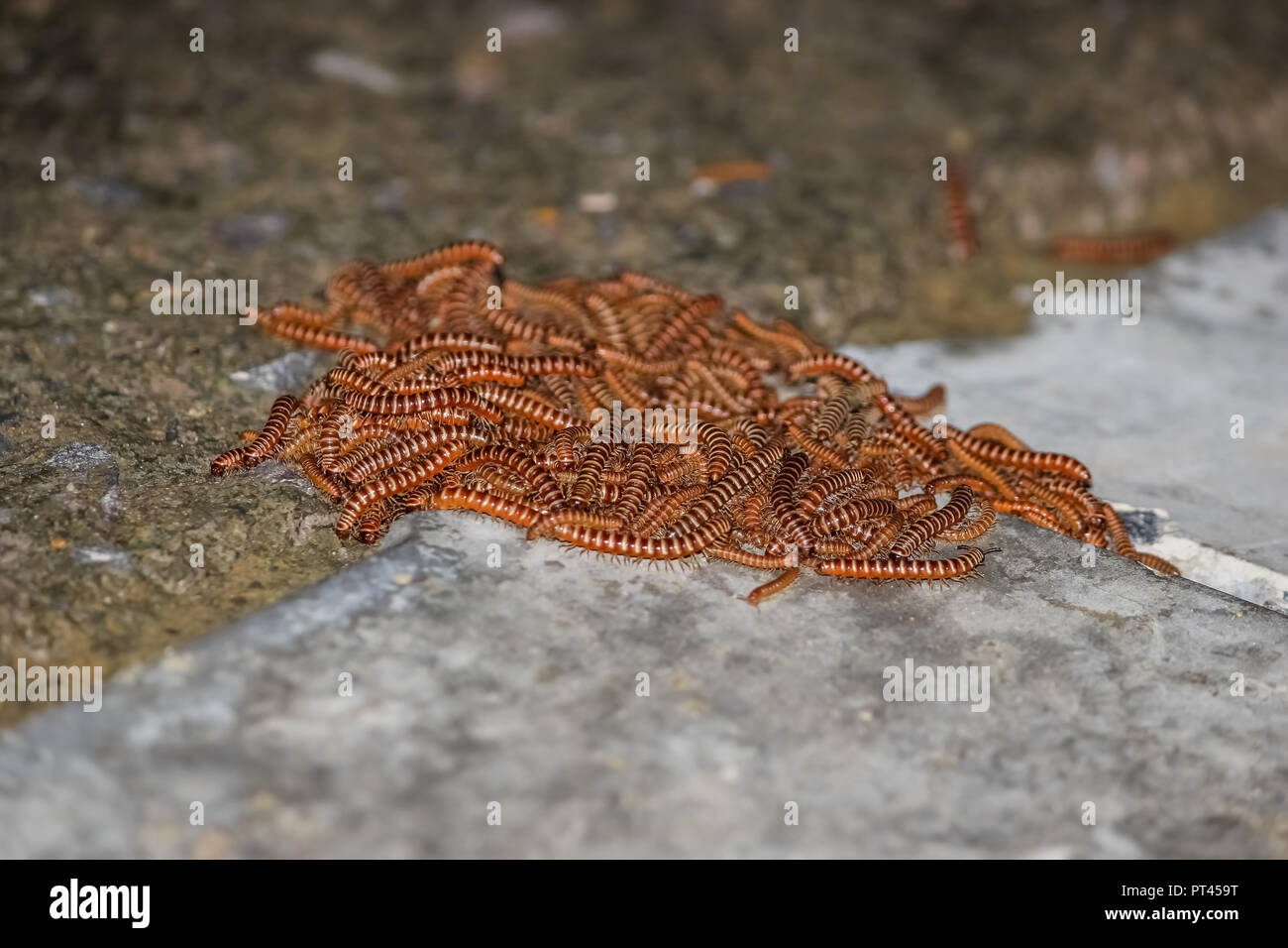 Millipede millipedes hi-res stock photography and images - Alamy