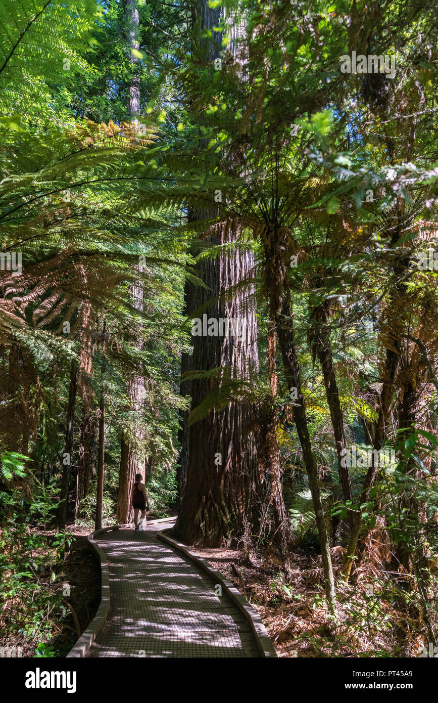 Woman walking through trees hi-res stock photography and images - Alamy