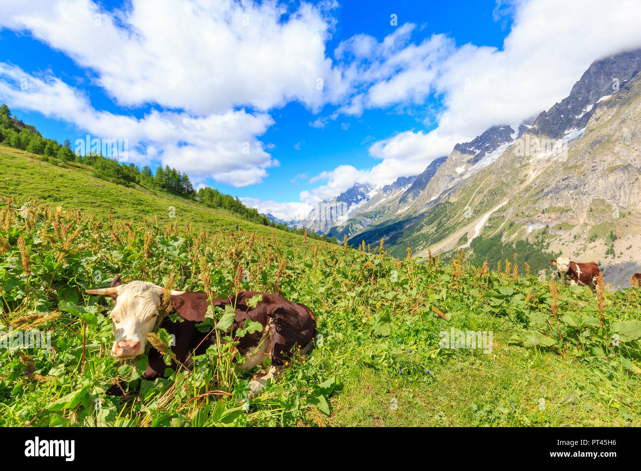 Bonatti hi-res stock photography and images - Alamy