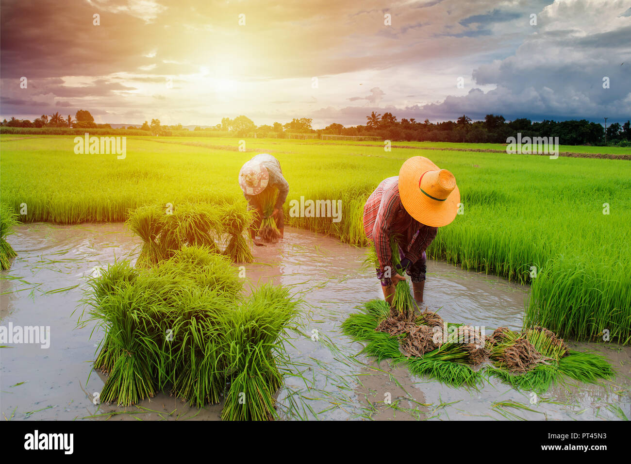 farmer working in farm with sunset Stock Photo - Alamy