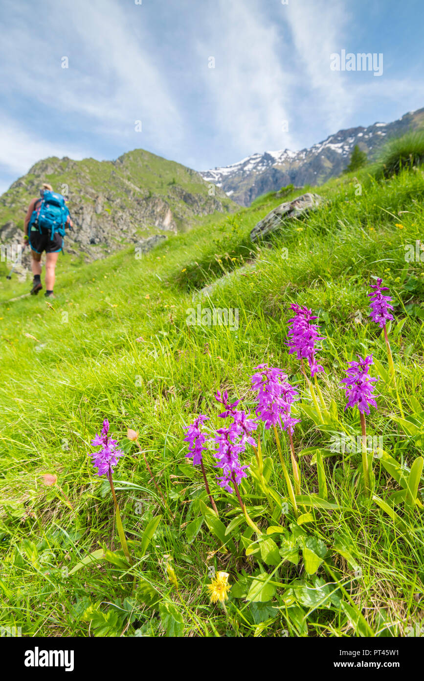 Orchids on the path, with an hiker, Campiglia valley, Valle Soana, Gran ...