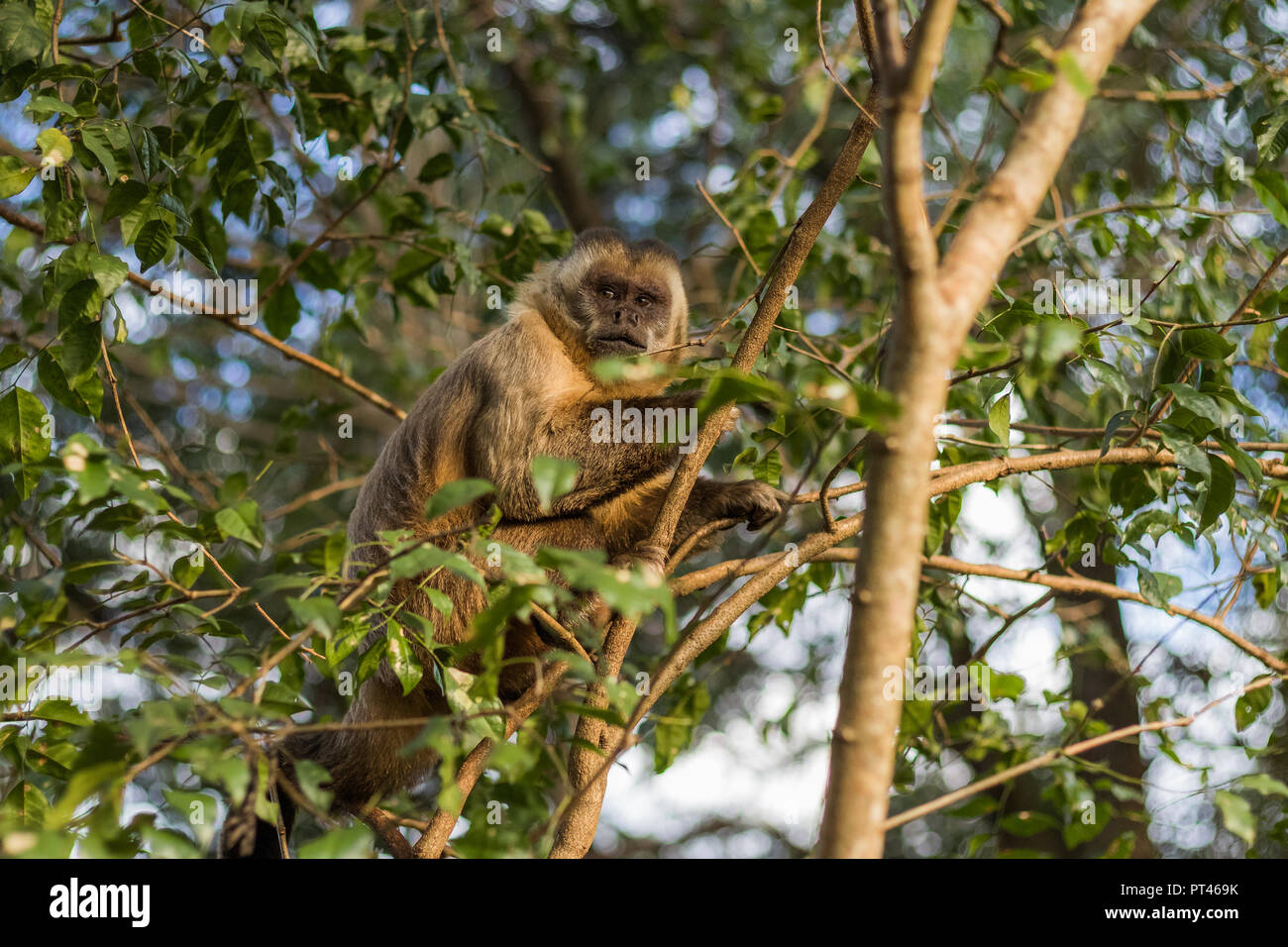 an alpha male of capuchin monkey observes the movement of the group ...