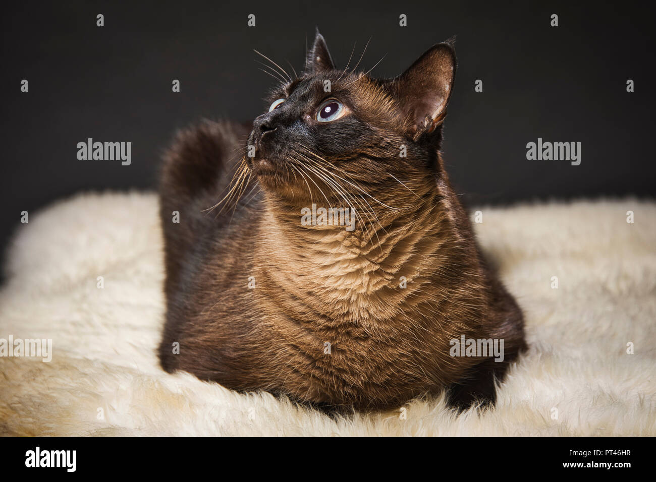 Himalayan tabby hi-res stock photography and images - Alamy