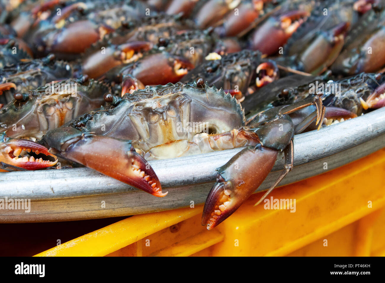 Crabs for sale lined up in a tray in a local market Stock Photo - Alamy