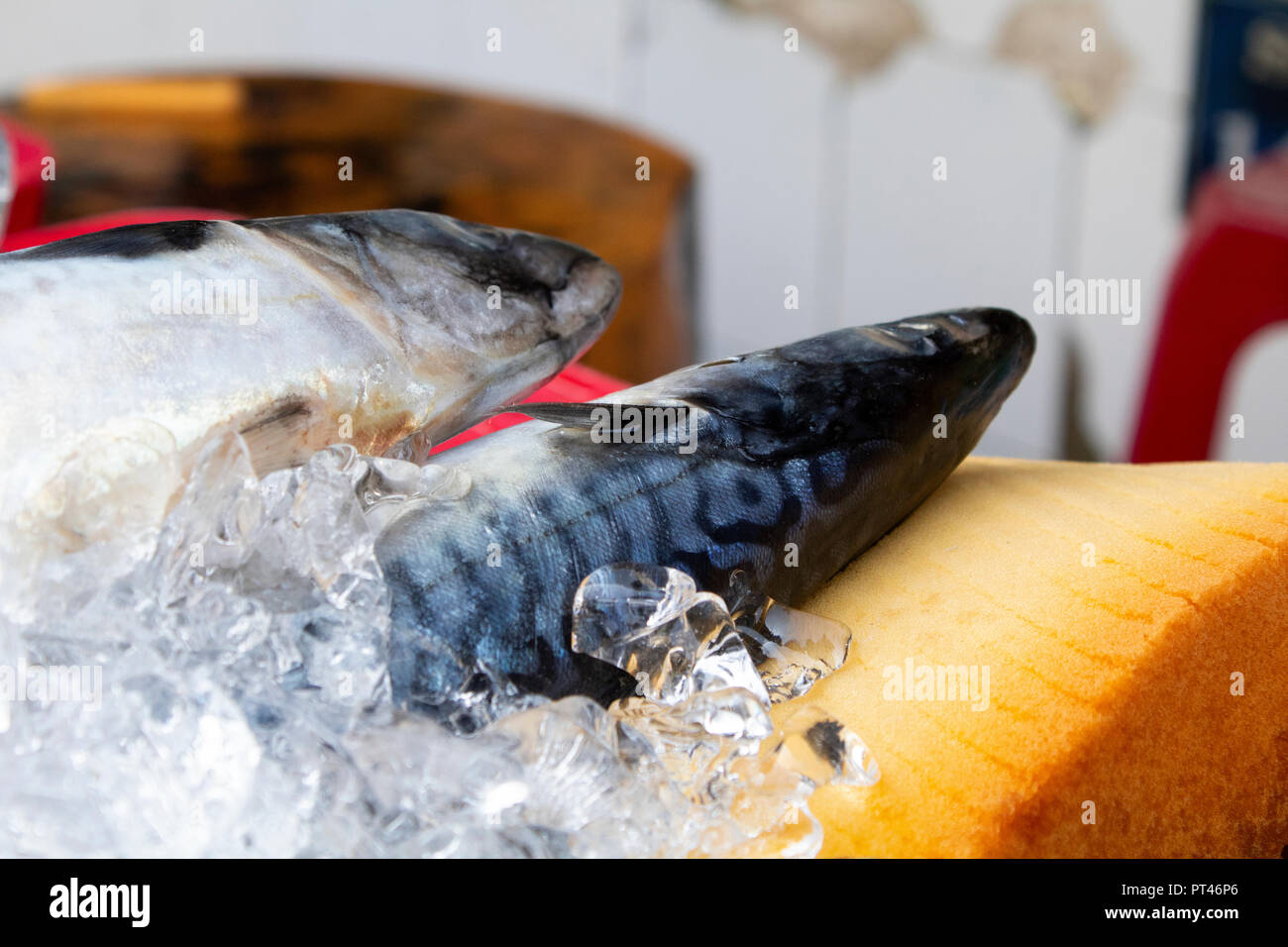 Fish covered in ice hi-res stock photography and images - Alamy