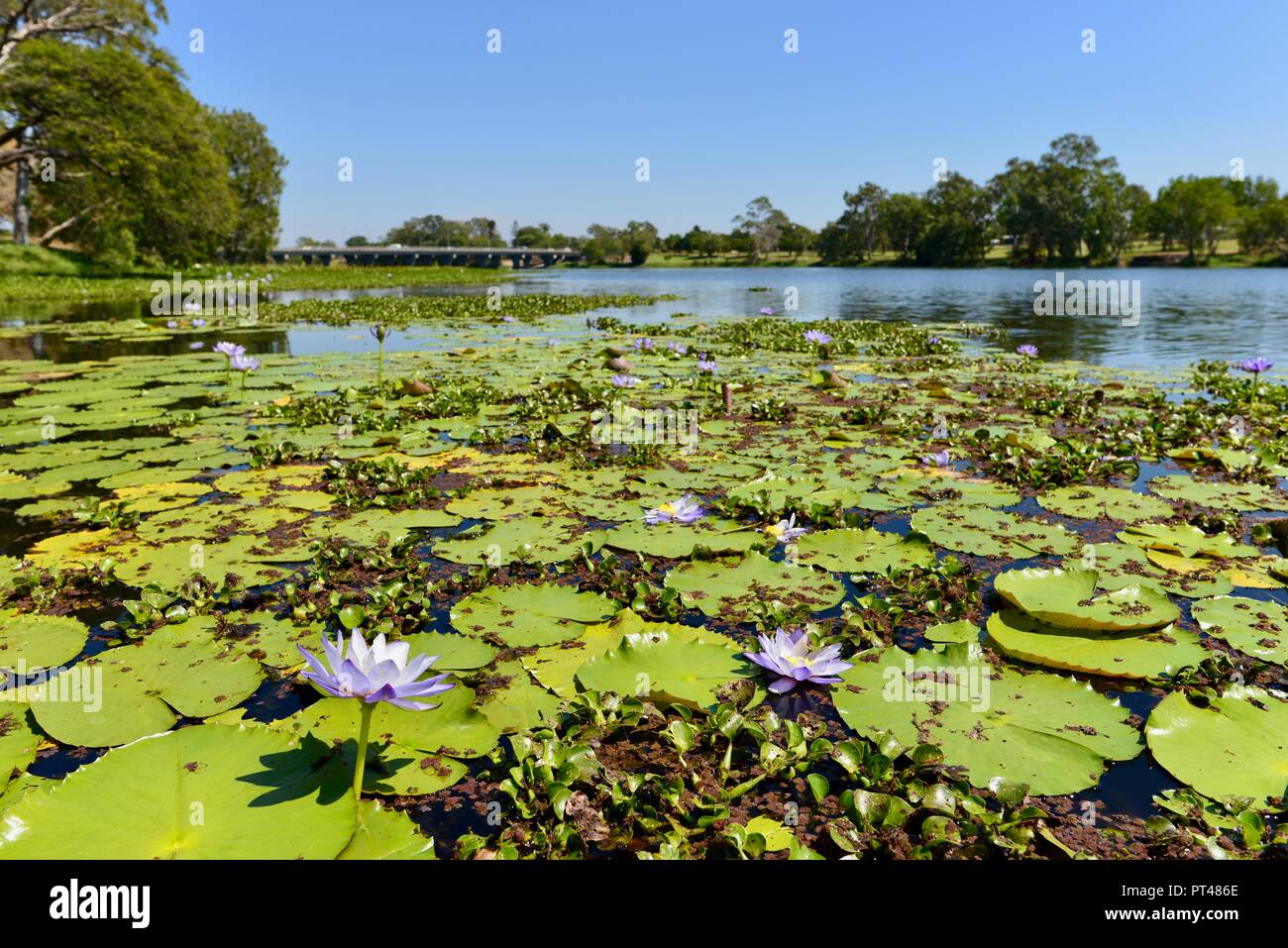 Children paddling in a canoe in beautiful weather, Ross River QLD ...