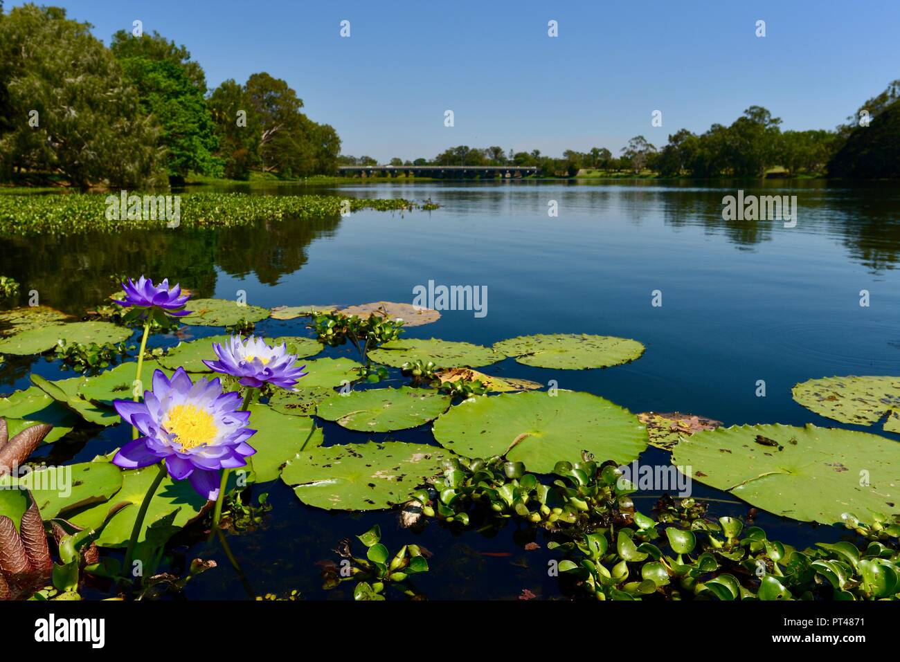 Children paddling in a canoe in beautiful weather, Ross River QLD ...