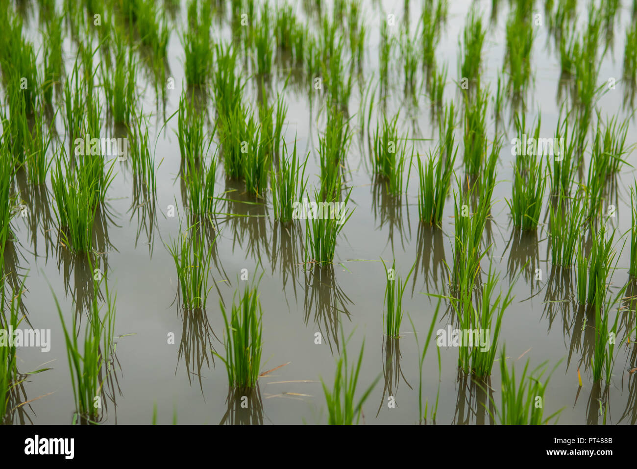 Growing rice field Stock Photo - Alamy