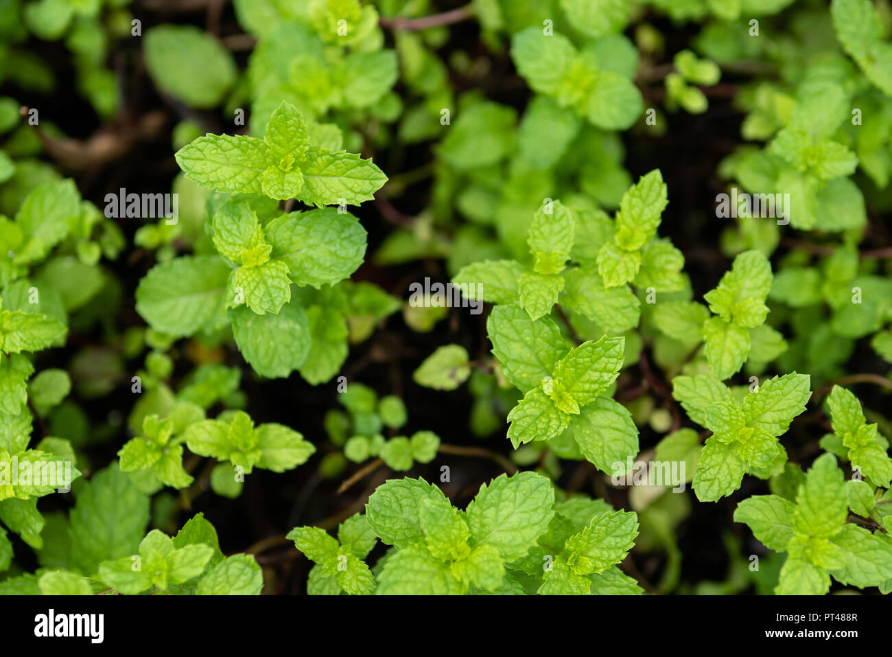 Marsh mint hi-res stock photography and images - Alamy