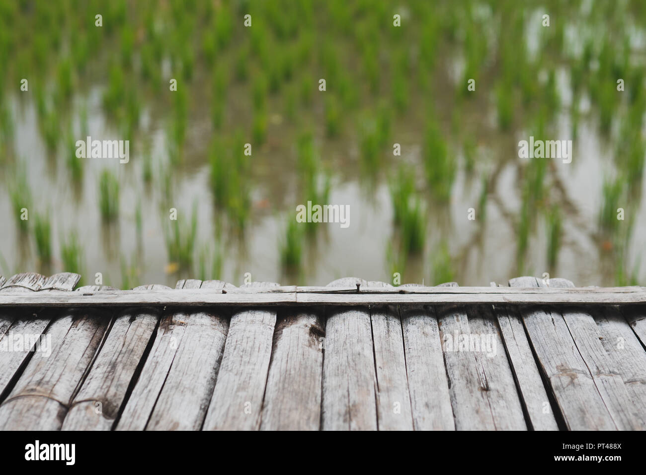 Rice field background hi-res stock photography and images - Alamy
