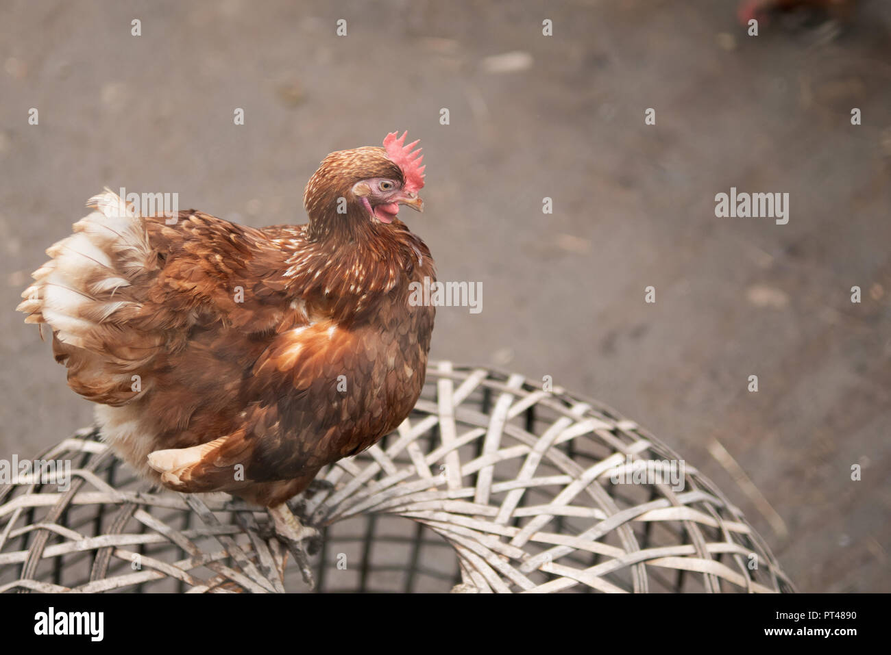 Hen on hencoop Stock Photo - Alamy