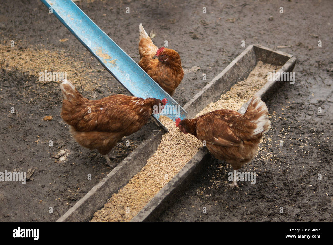 Hens in a farm eating food Stock Photo - Alamy