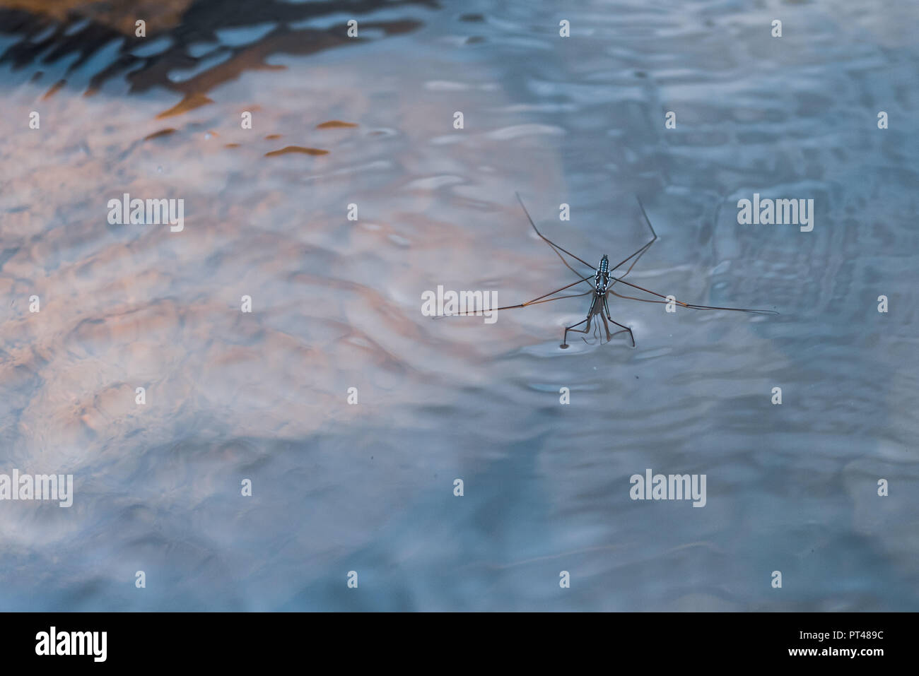 Hemiptera heteroptera water strider hi-res stock photography and images ...