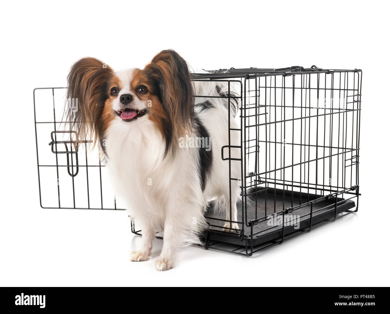 little dog and cage in front of white background Stock Photo - Alamy