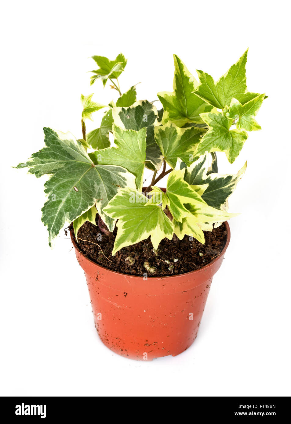 ivy potted plant in front of white background Stock Photo - Alamy