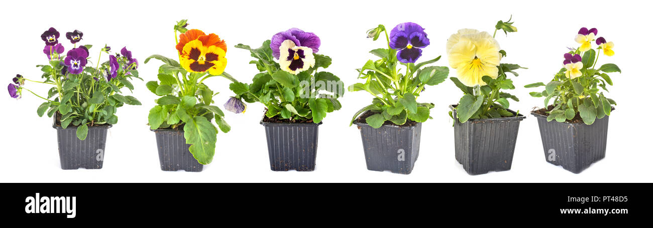 viola plants in front of white background Stock Photo - Alamy
