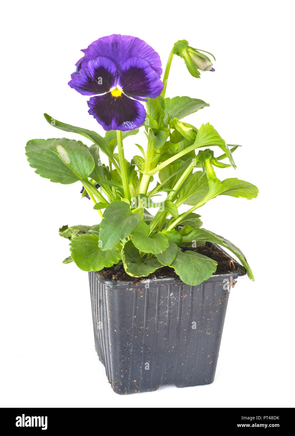 viola plant in front of white background Stock Photo - Alamy