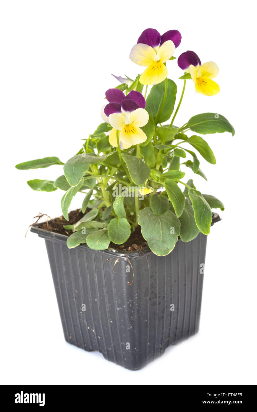 viola plant in front of white background Stock Photo - Alamy