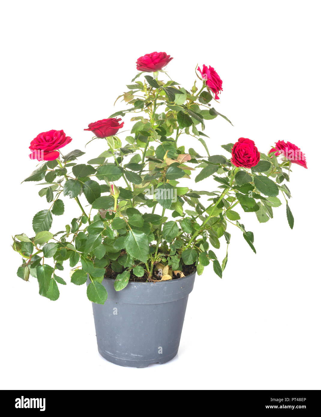 rose plant in front of white background Stock Photo - Alamy