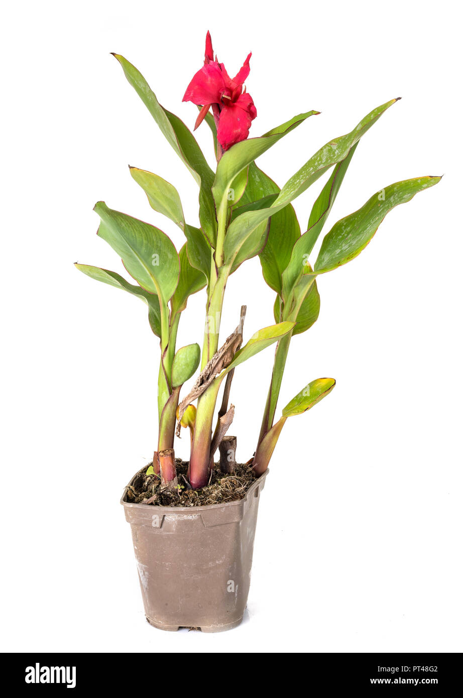 Canna indica plant in front of white background Stock Photo - Alamy