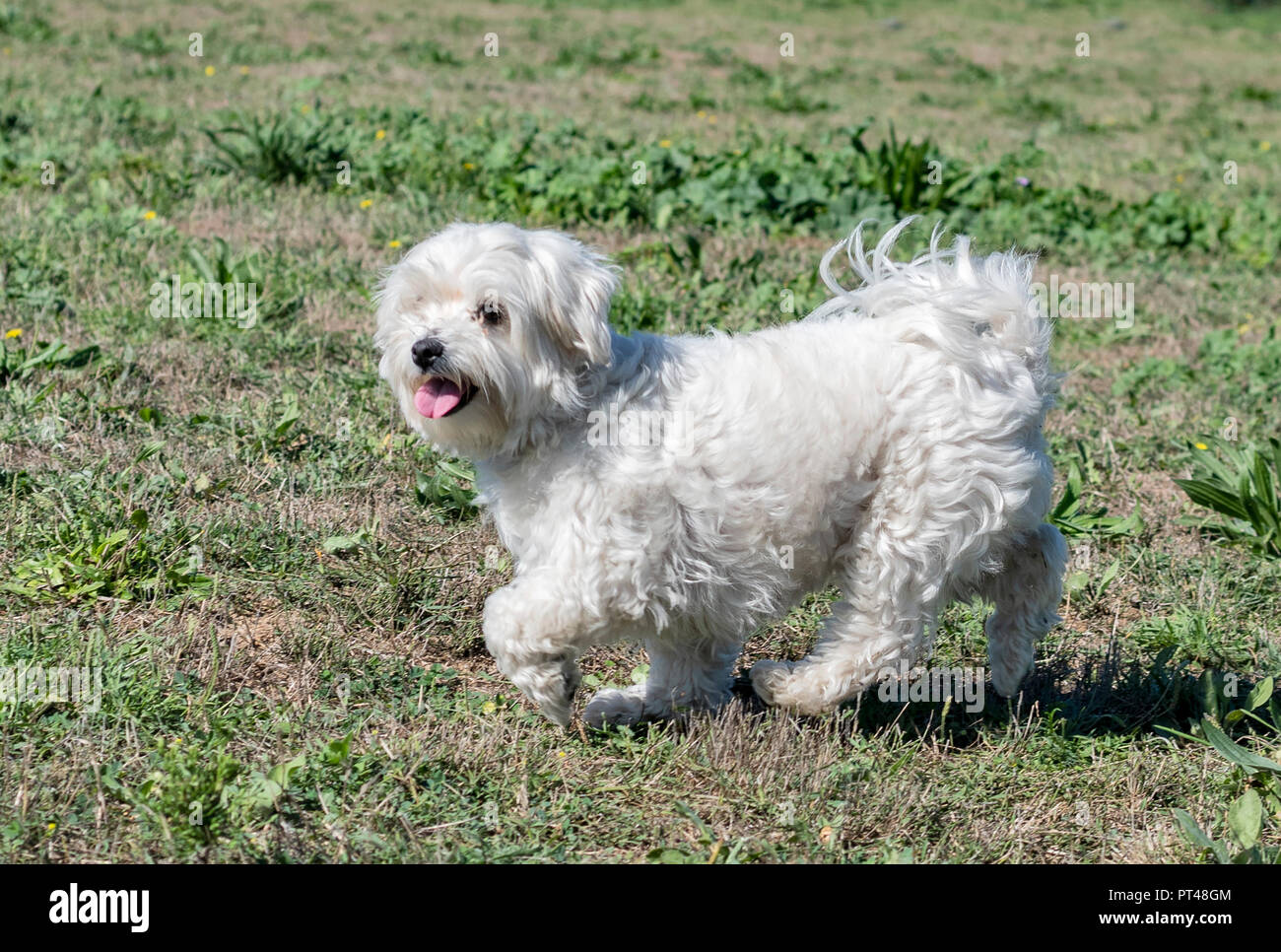 maltese dog in a training of obedience Stock Photo - Alamy