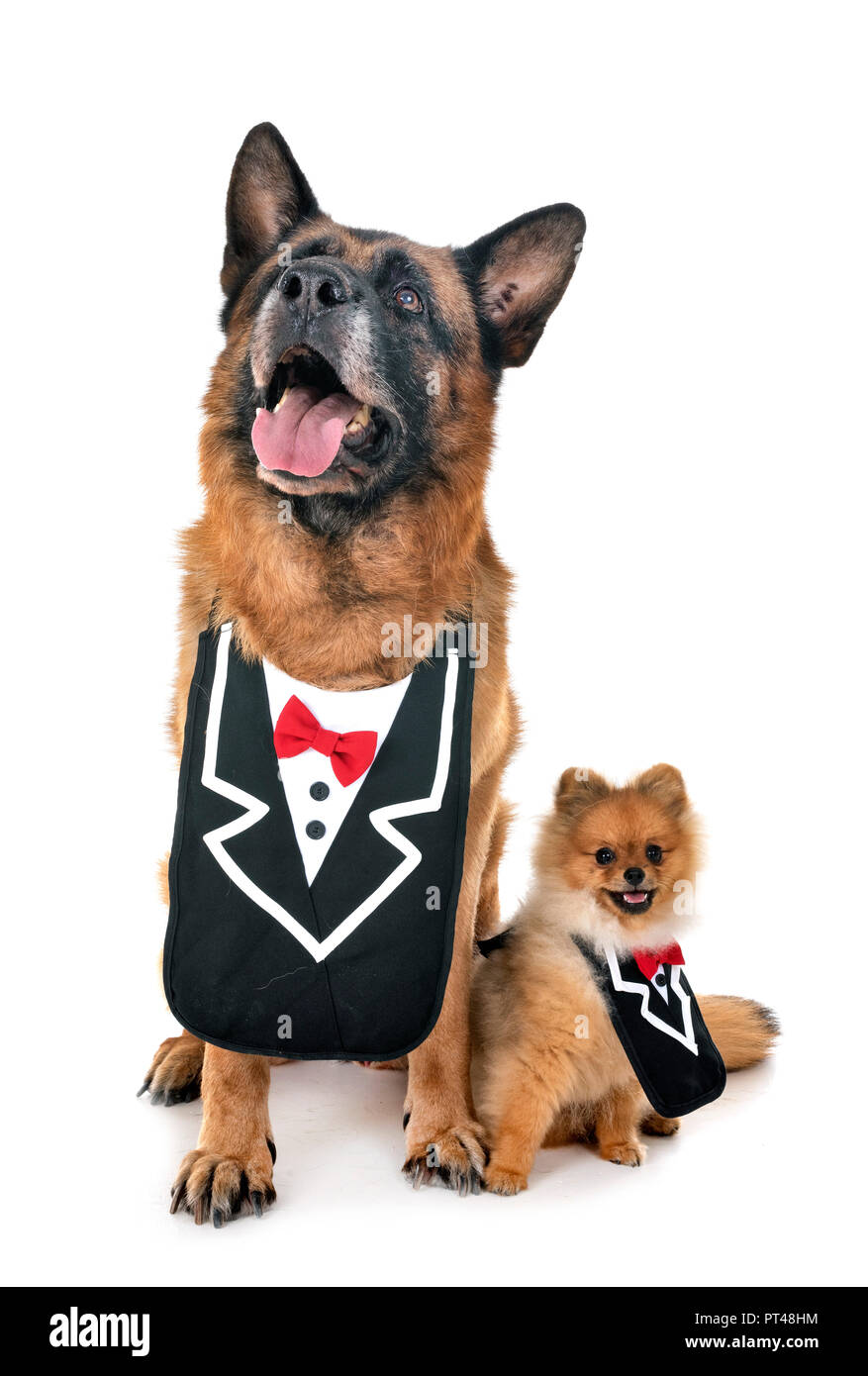 german shepherd and spitz in front of white background Stock Photo - Alamy