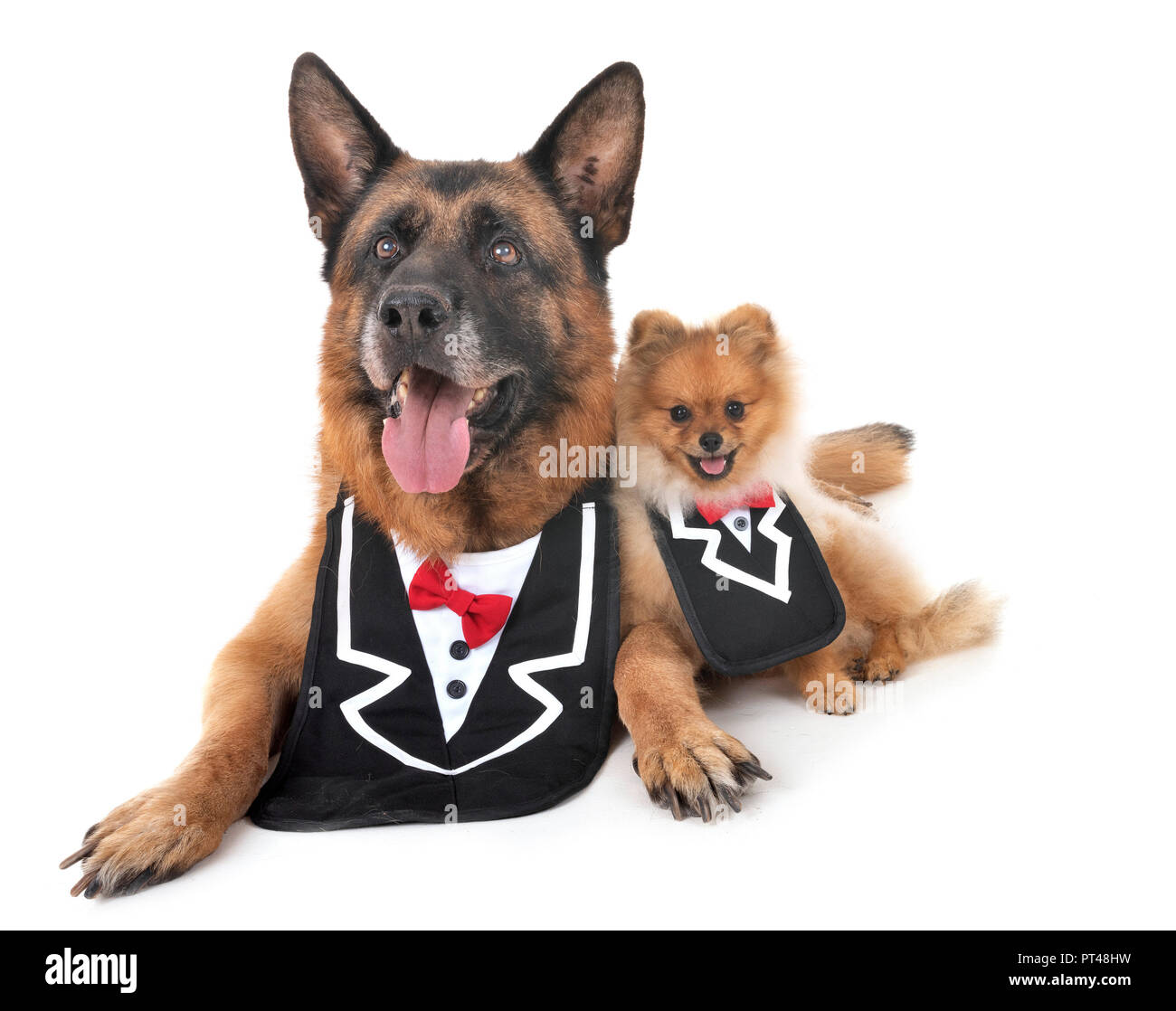german shepherd and spitz in front of white background Stock Photo - Alamy