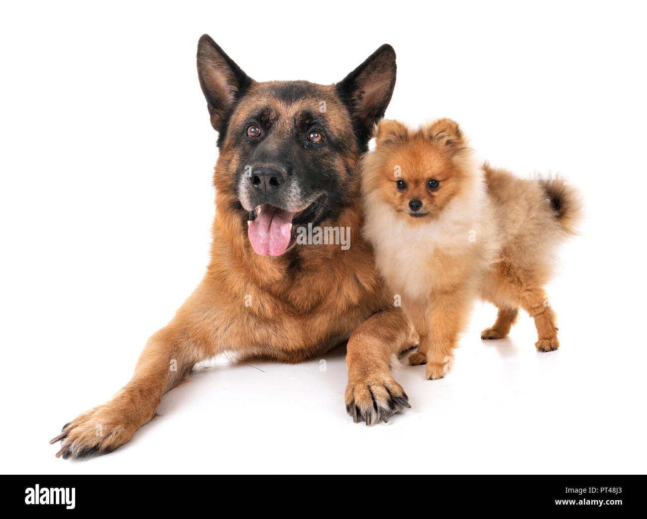 german shepherd and spitz in front of white background Stock Photo - Alamy