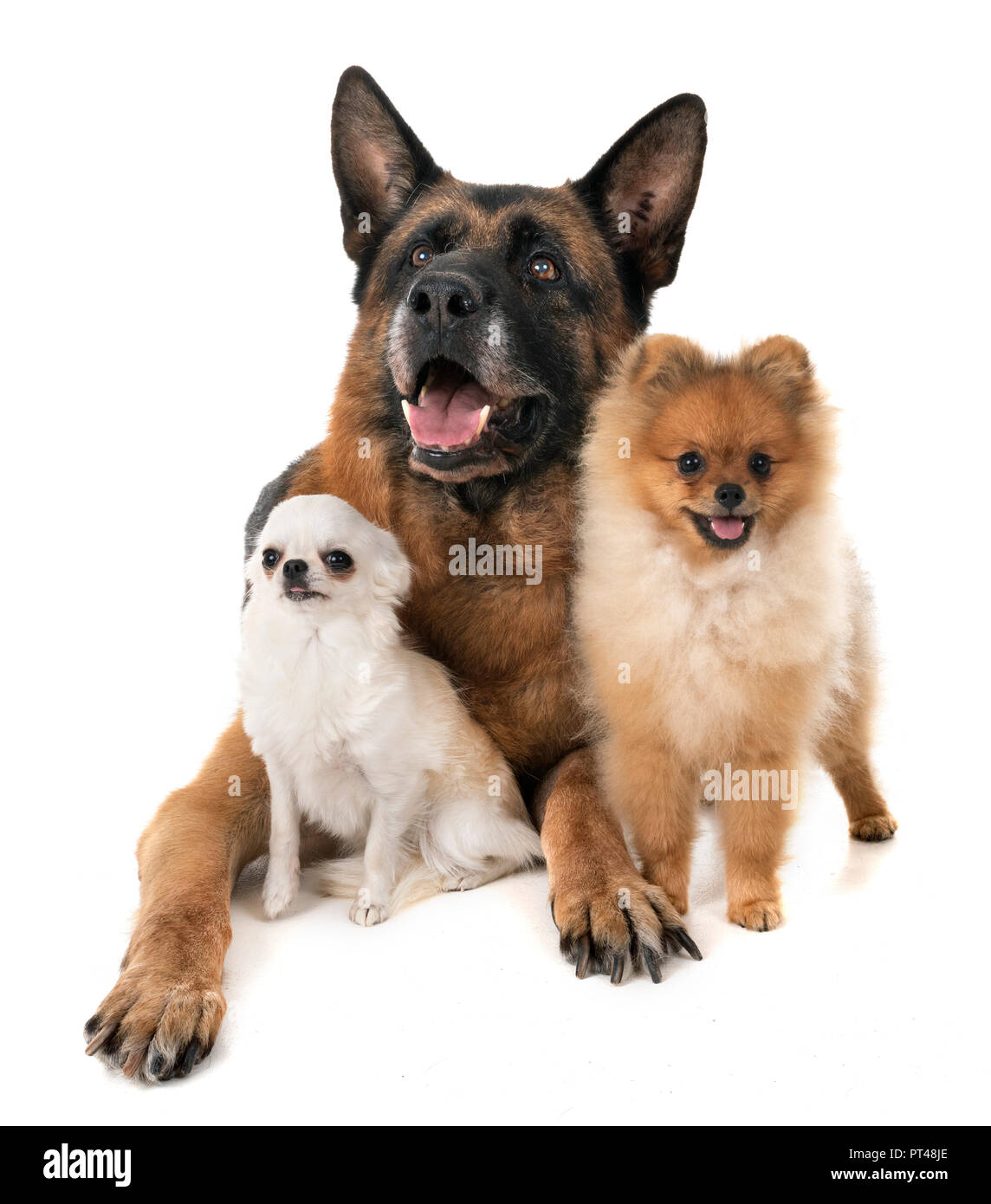 german shepherd, spitz and chihuahua in front of white background Stock ...