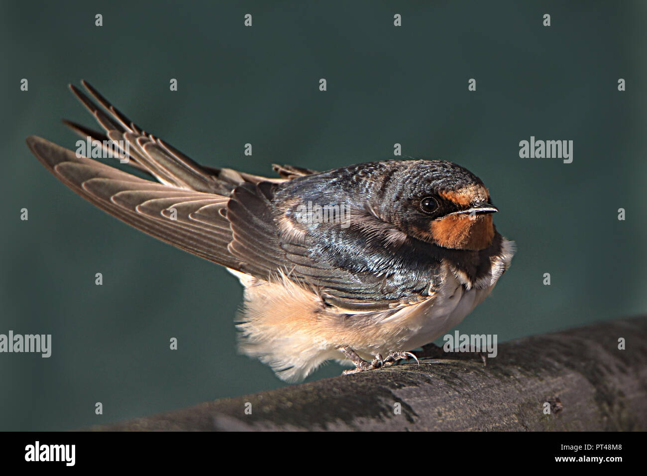 A juvenile swallow (Hirundo rustica) perching waiting to be feed Stock ...