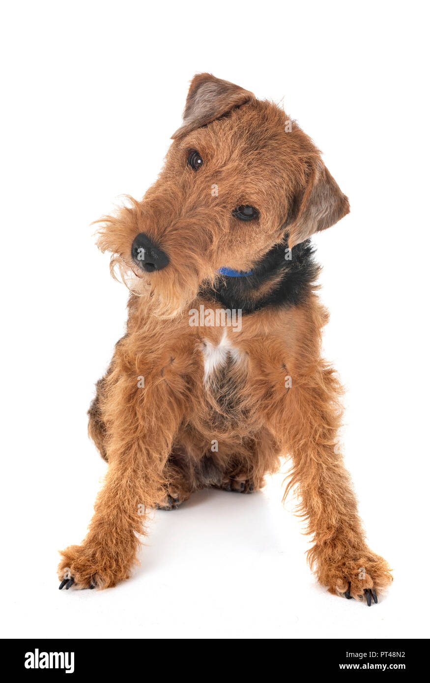 White Welsh Terrier