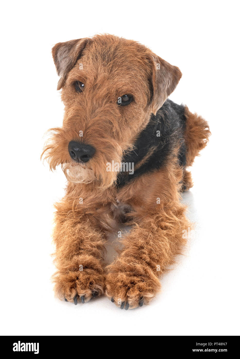 Welsh terrier Cut Out Stock Images & Pictures - Alamy