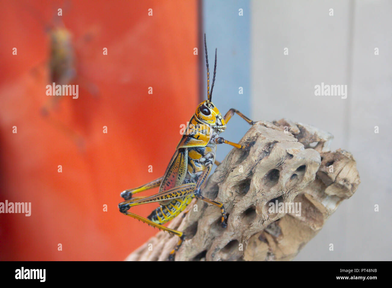 Eastern Lubber Grasshopper (Romalea microptera) at London Zoo Stock ...