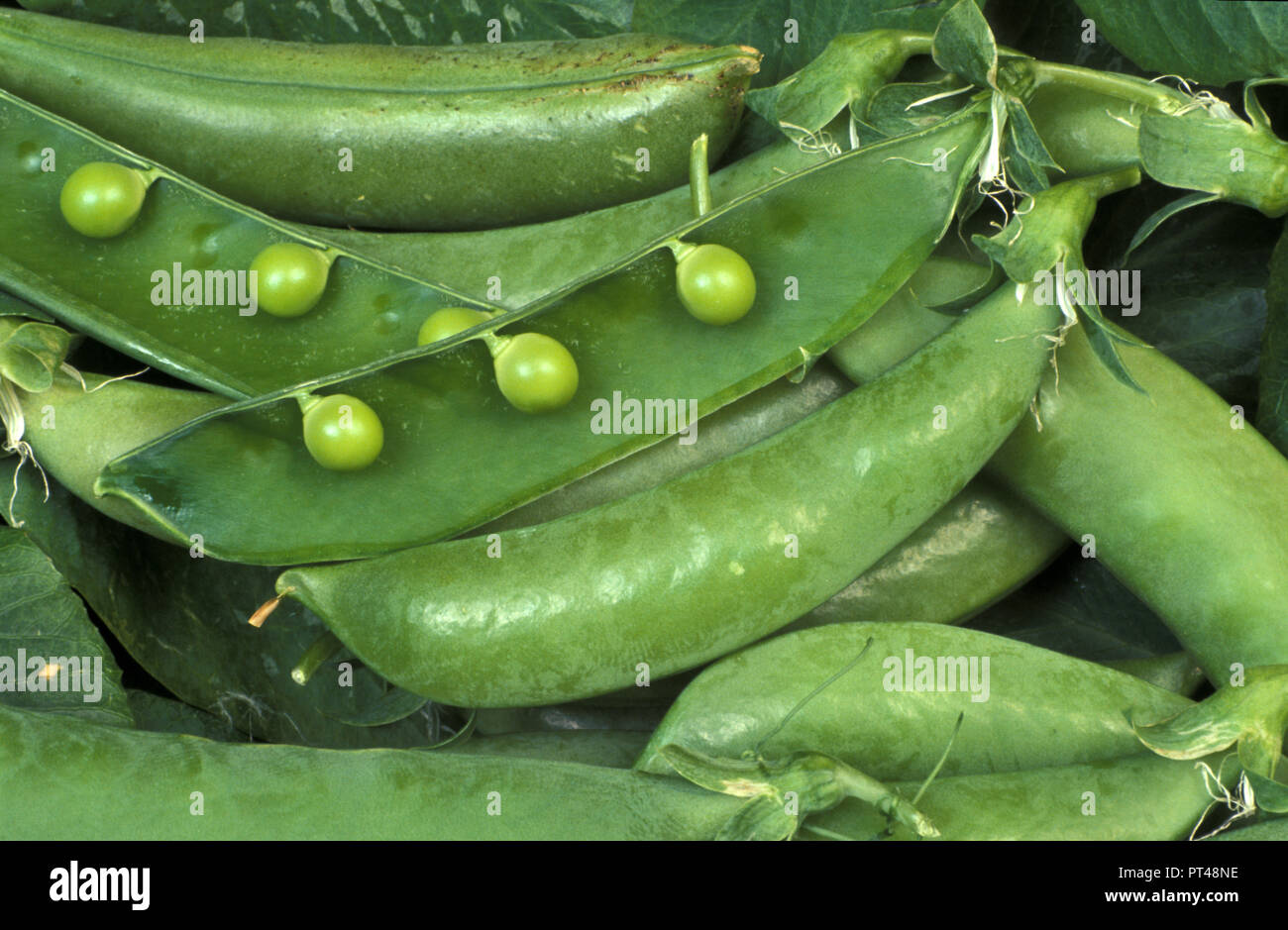 Sugar snap peas hi-res stock photography and images - Alamy