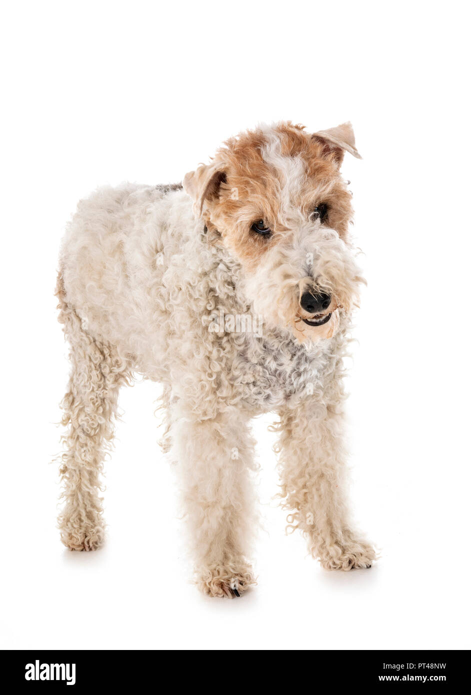 fox terrier in front of white background Stock Photo - Alamy