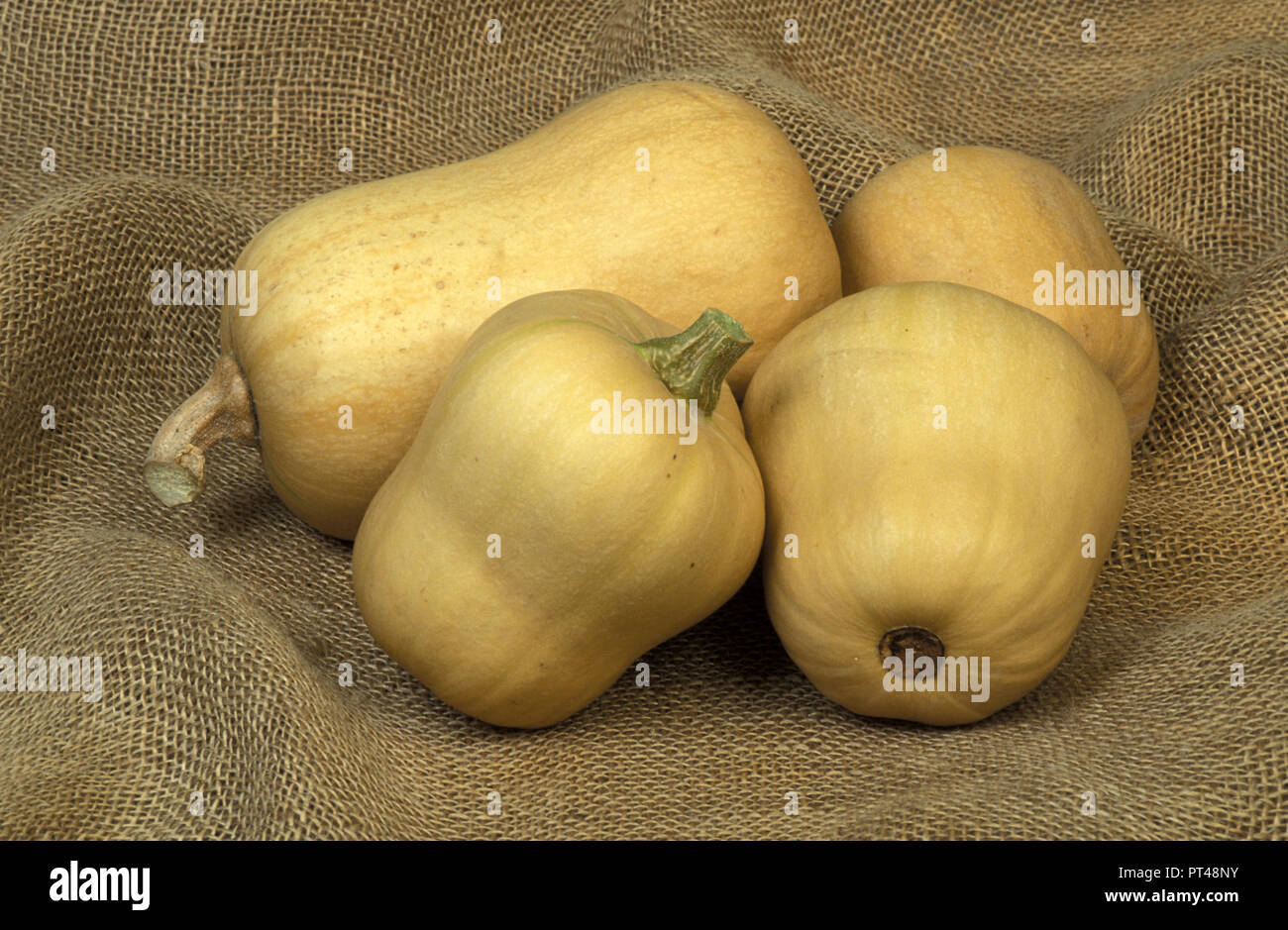 HARVESTED BUTTERNUT PUMPKINS (CUCURBITA MOSCHATA Stock Photo - Alamy