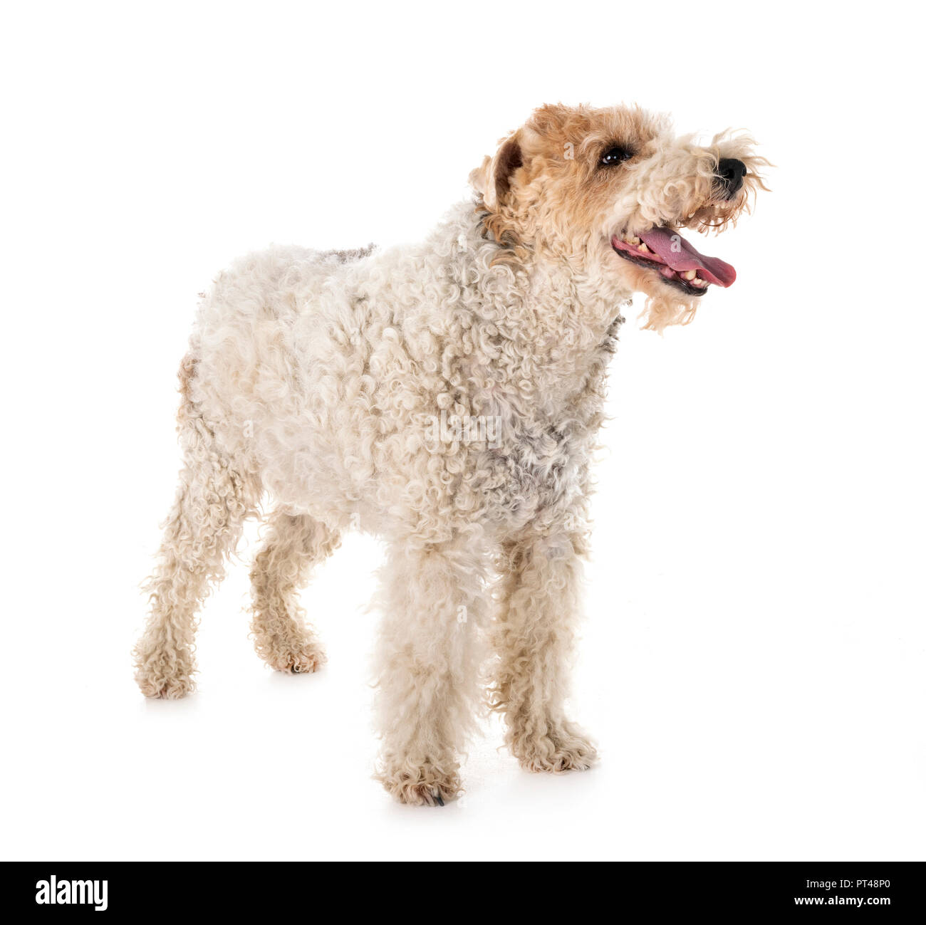 fox terrier in front of white background Stock Photo - Alamy