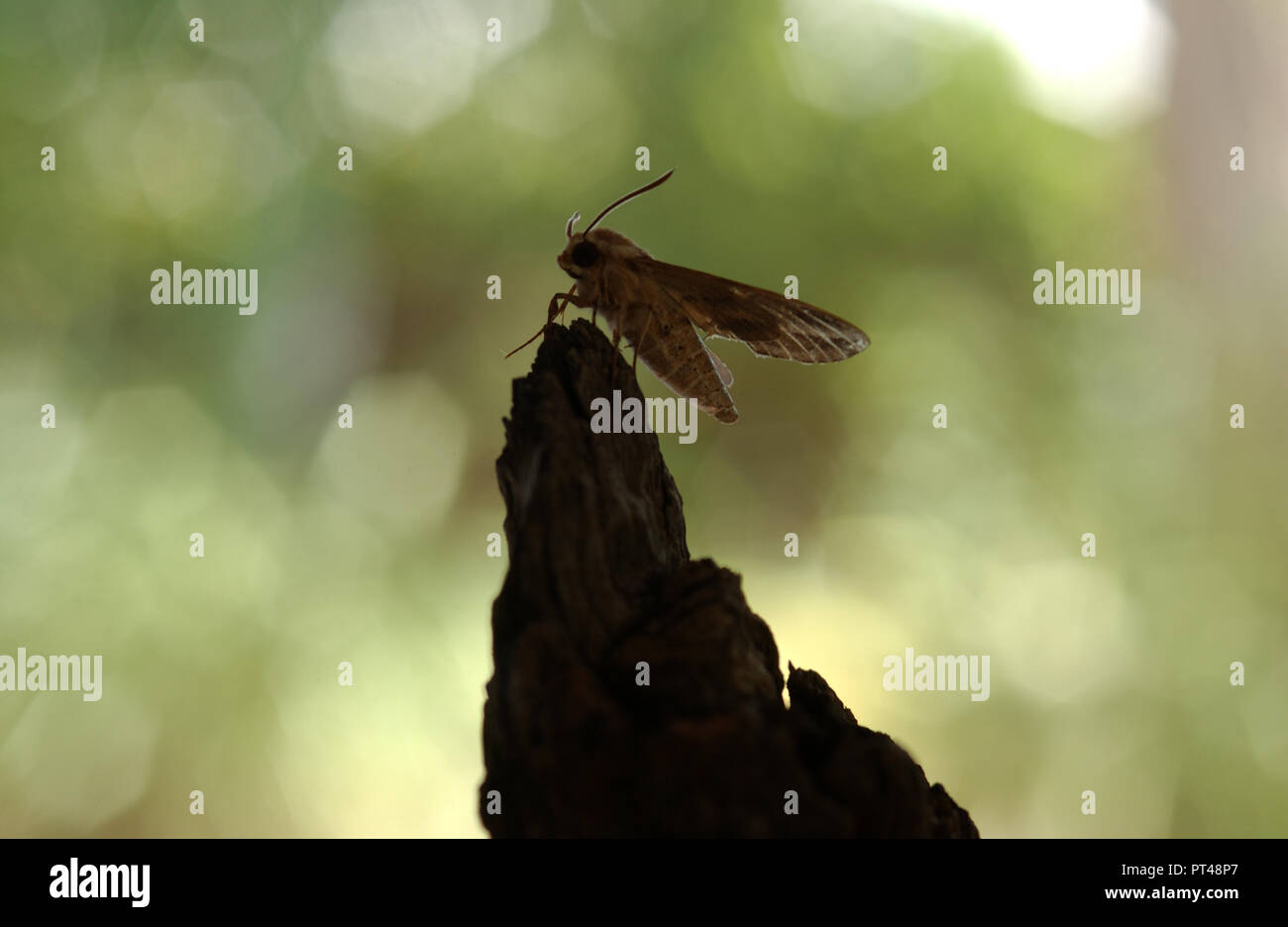 The Sphingidae are a family of moths (Lepidoptera), commonly known as ...