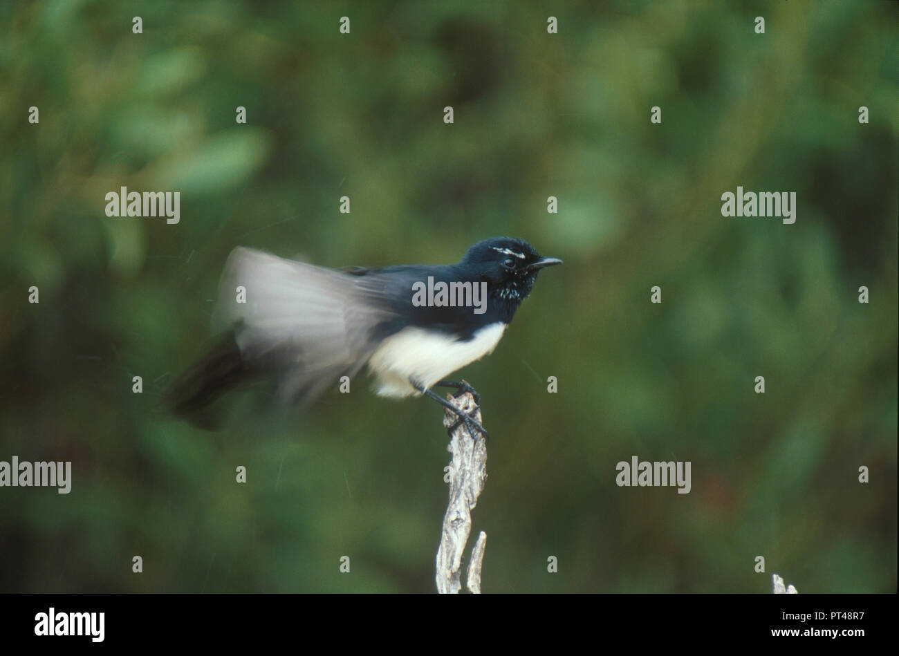 Willy wagtail hi-res stock photography and images - Alamy
