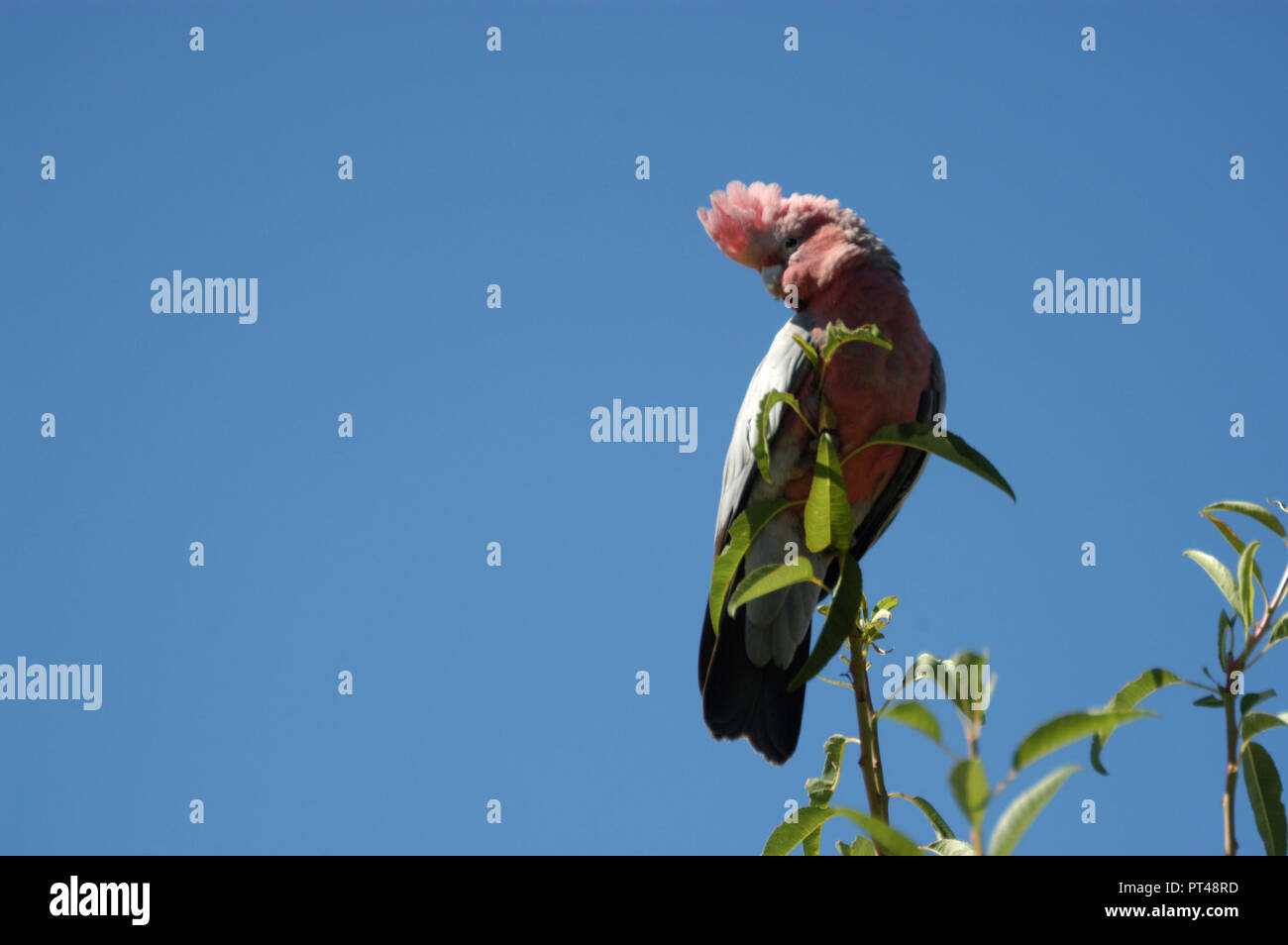 GALAH (EOLOPHUS ROSEICAPILLA, WESTERN AUSTRALIA Stock Photo - Alamy