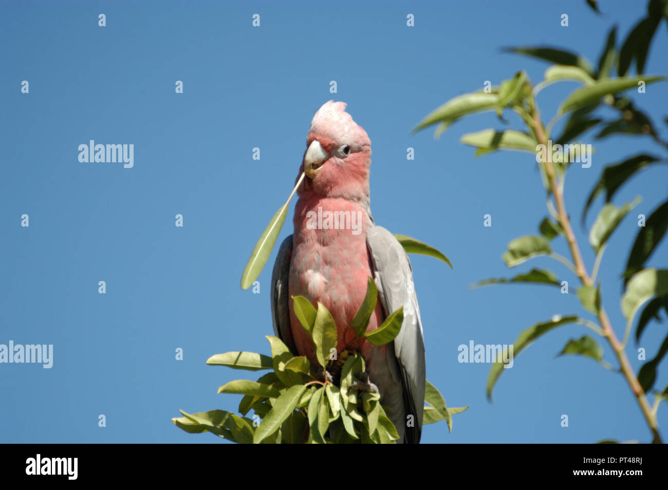 GALAH (EOLOPHUS ROSEICAPILLA), WESTERN AUSTRALIA Stock Photo - Alamy