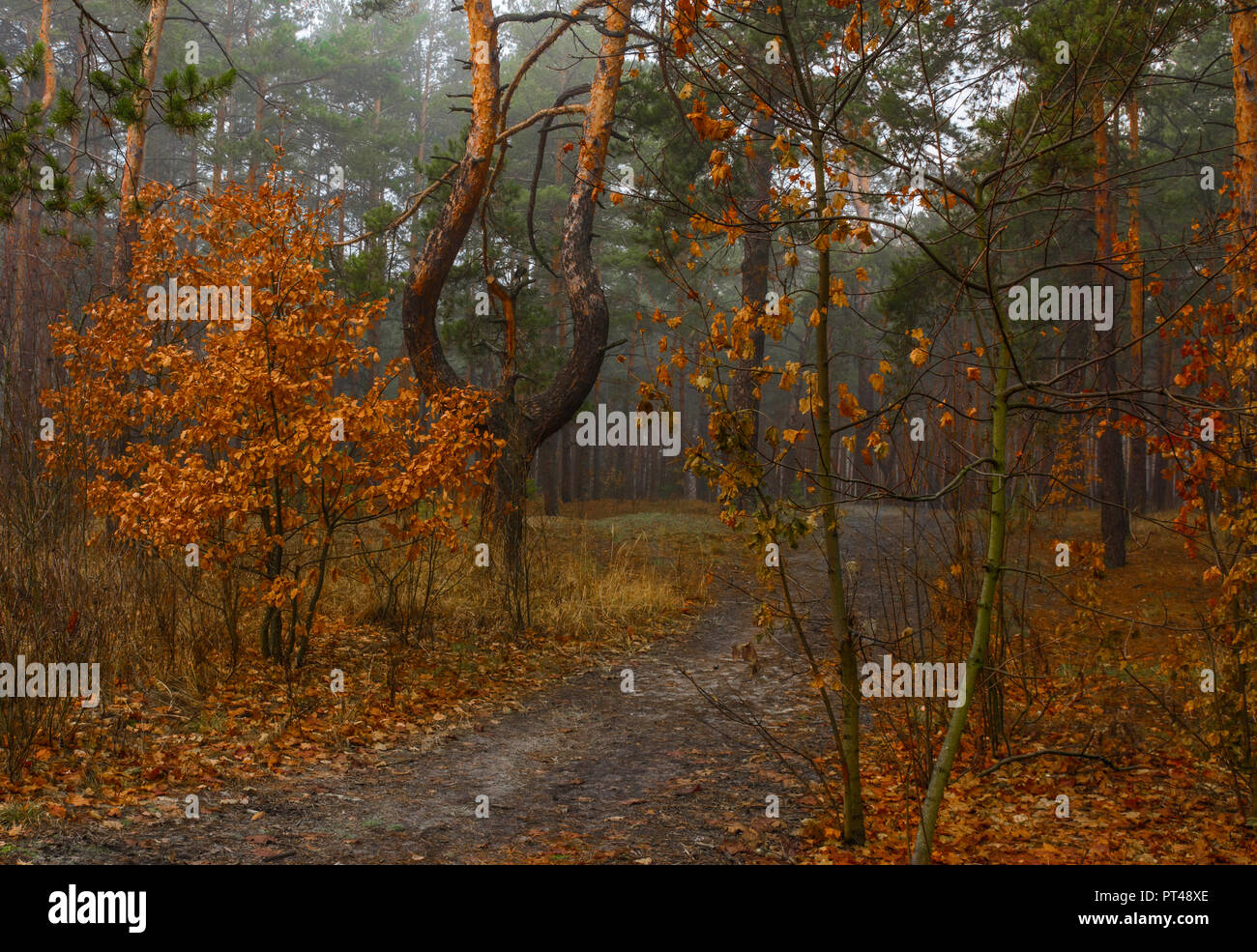 walk in the autumn forest. autumn colors. autumn mood. melancholy Stock ...
