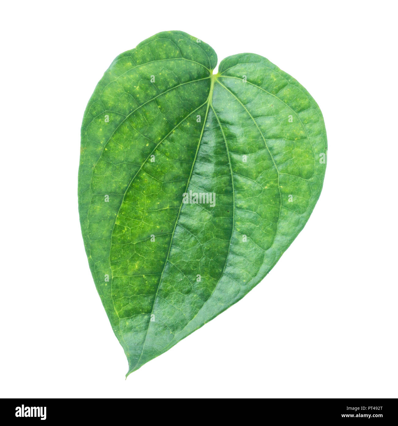 Green betel leaf isolated on the gray background with clipping path ...