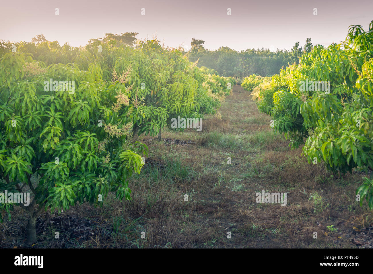 mango field of a flowering in tropical country. agricultural concept ...