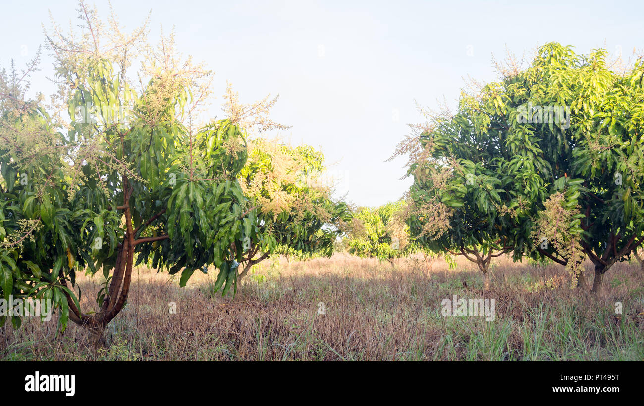 mango field of a flowering in tropical country. agricultural concept ...