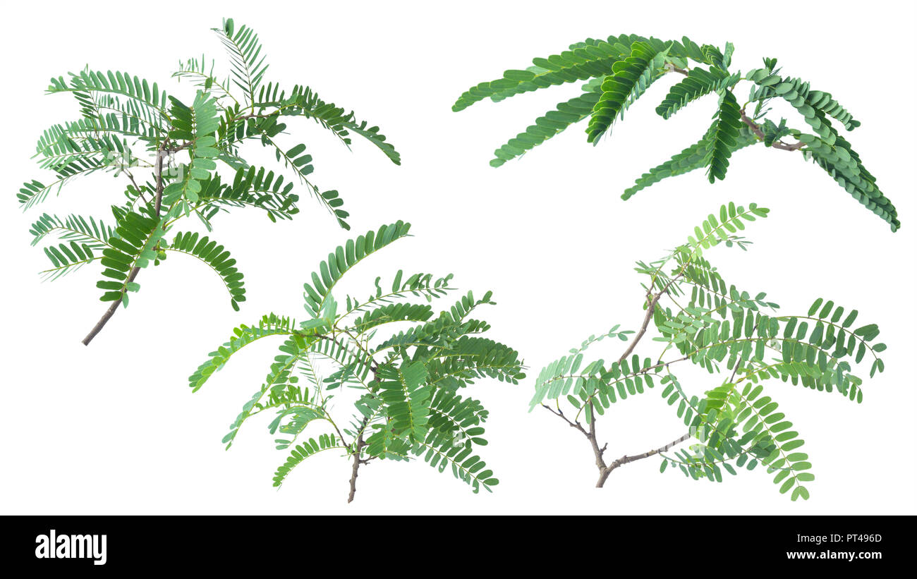 Tamarind leaves isolated on gray background with clipping path Stock ...