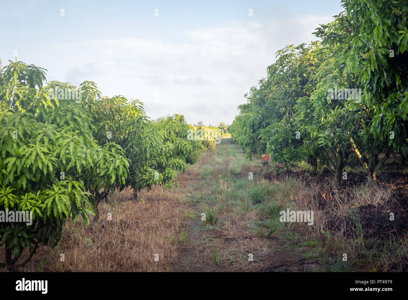 mango field of a flowering in tropical country. agricultural concept ...