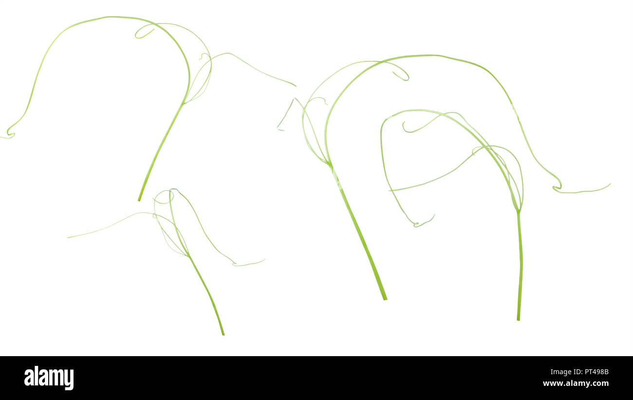 Climbing vine plant clipping path Cut Out Stock Images & Pictures - Alamy