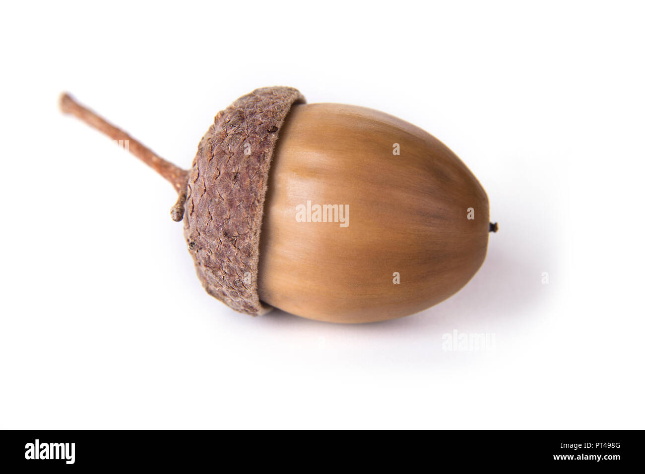 Ripe acorns hi-res stock photography and images - Alamy