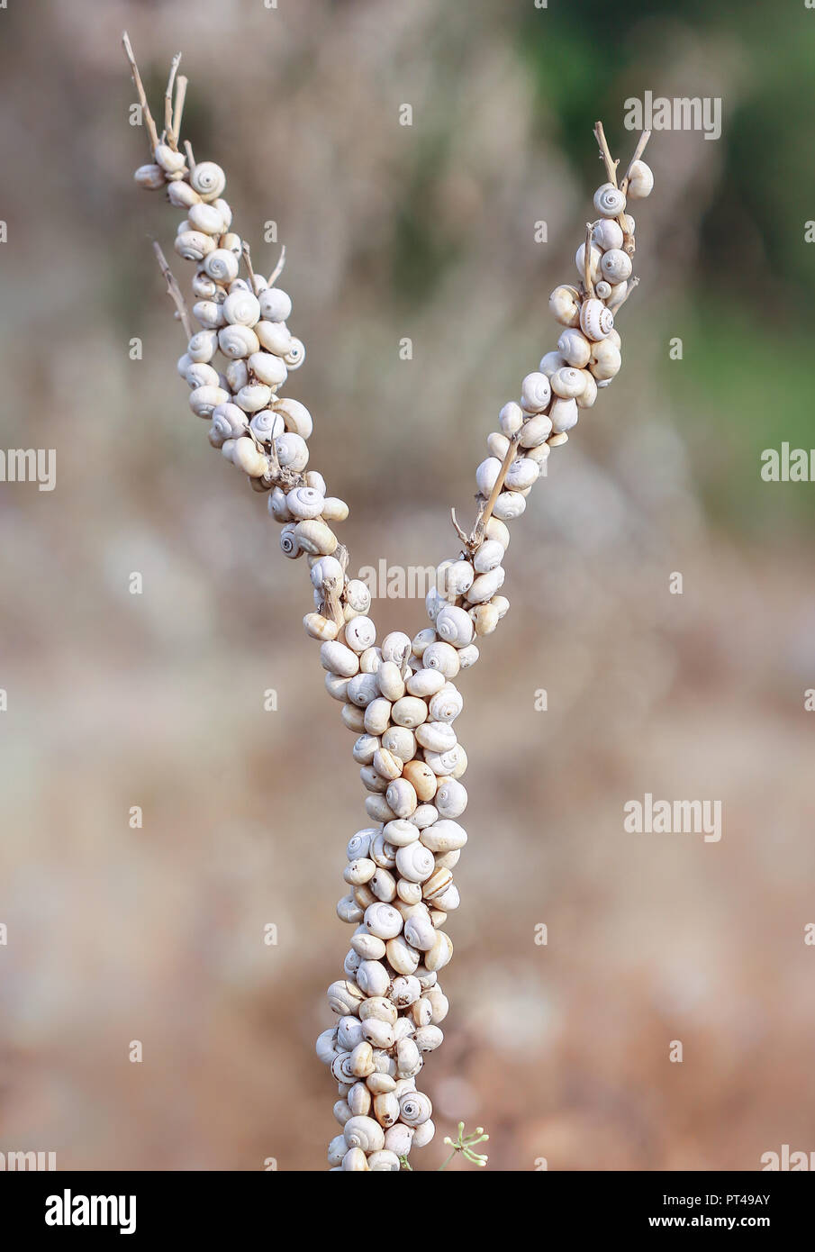 A photo of A cluster of snails on a wooden trunk, looks like a peace ...